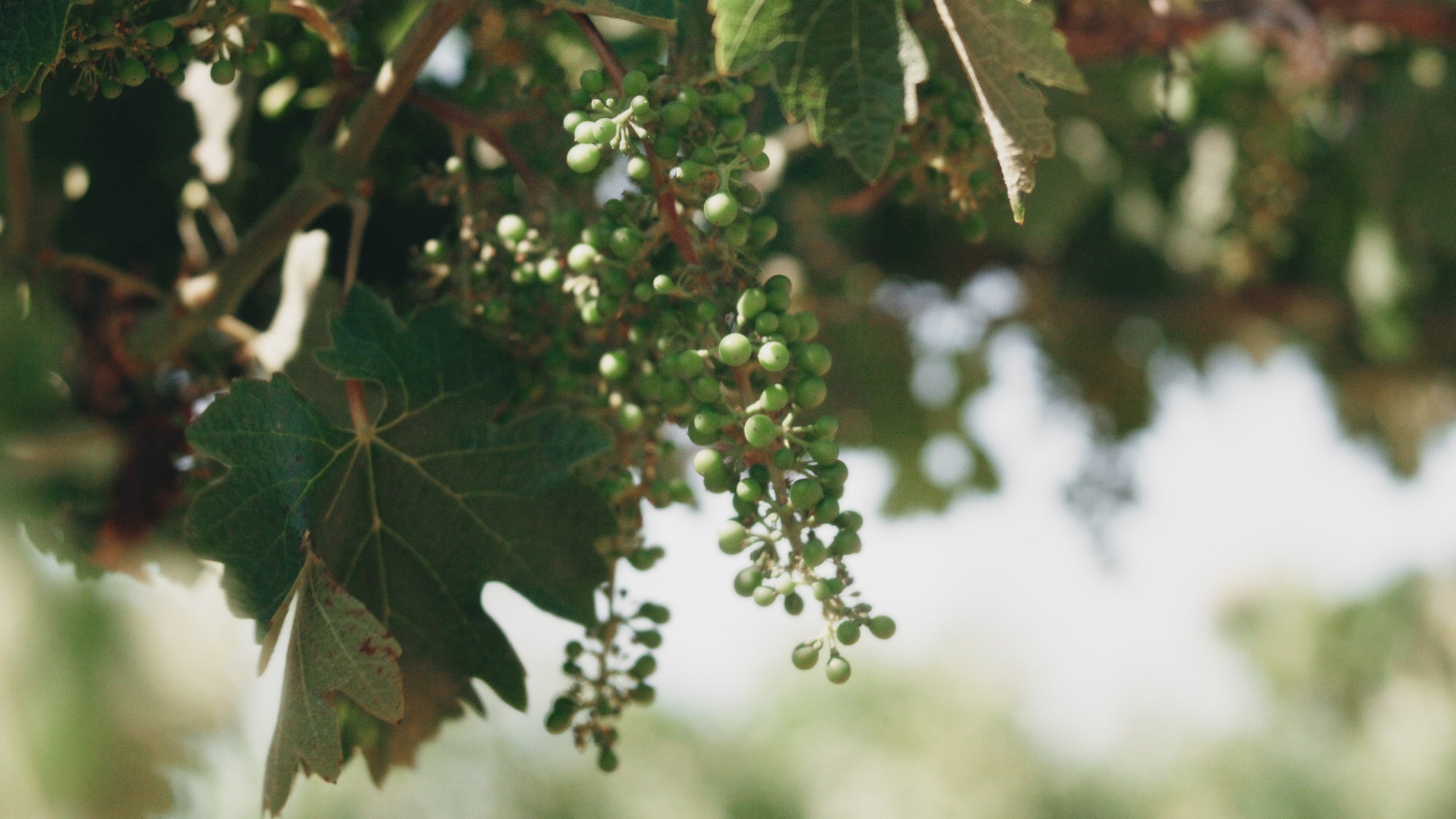 Line 39 Wines | Our Wines