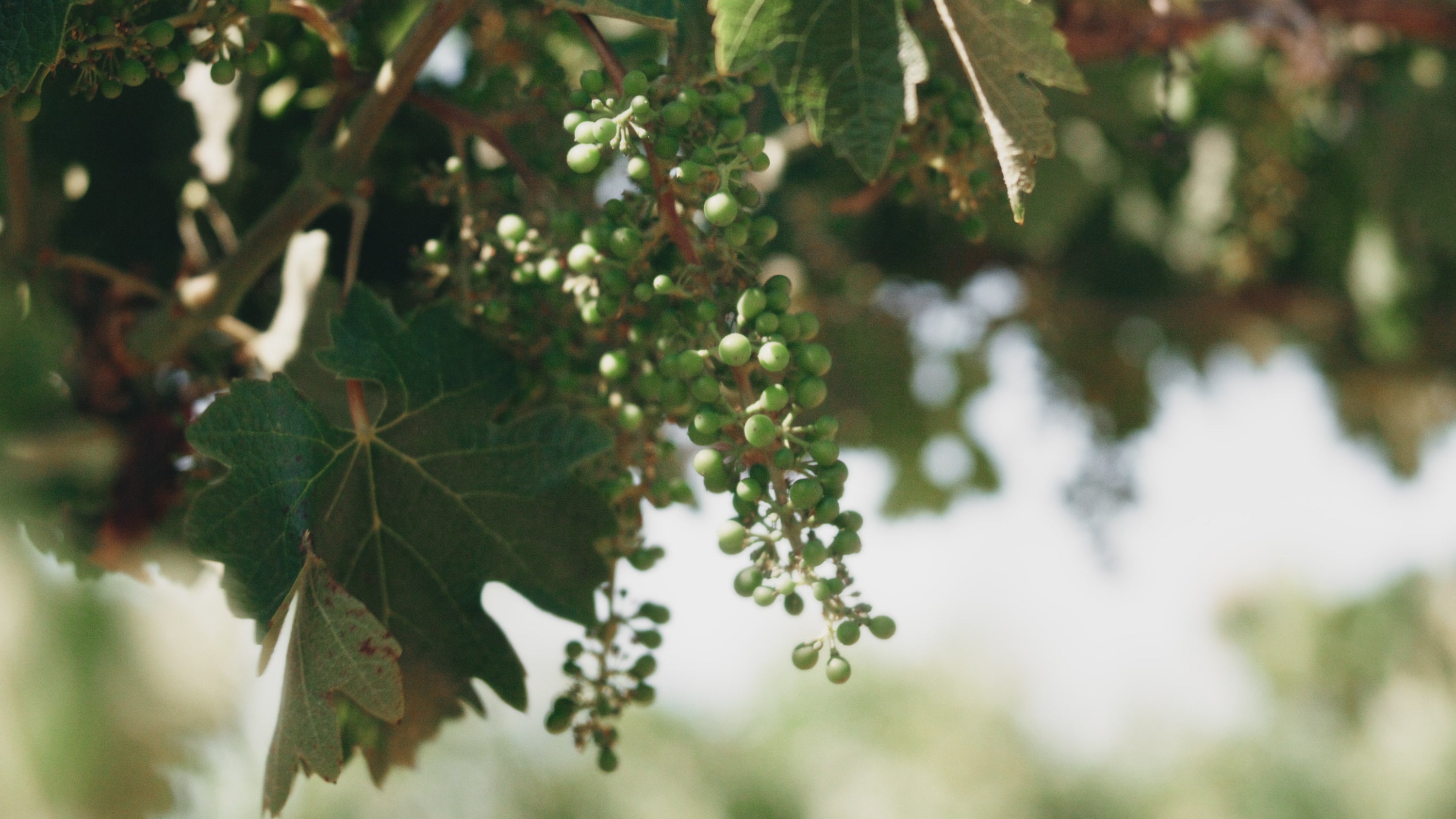 Organic Wines – Line 39 Wines