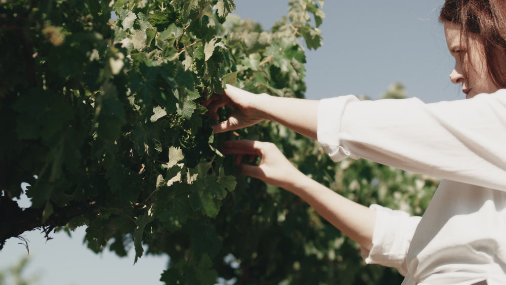 Red Wines – Line 39 Wines
